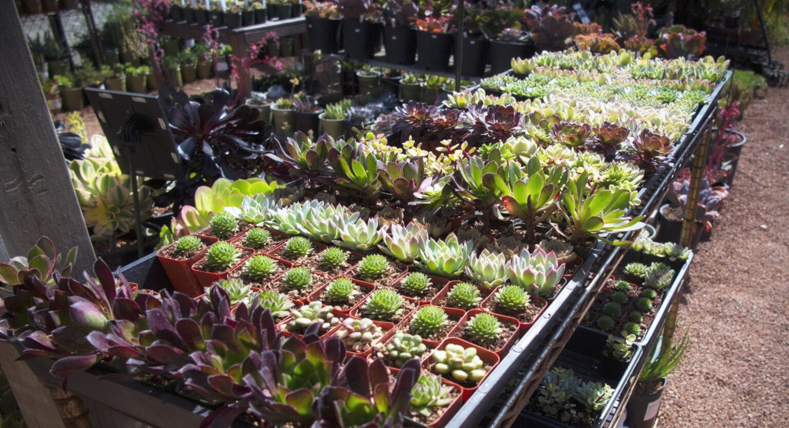 Cactus Jungle Nursery and Garden - Cactus Jungle