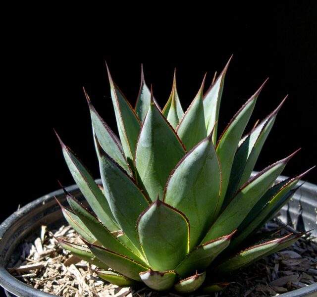 Where to Buy Blue Glow Agave?