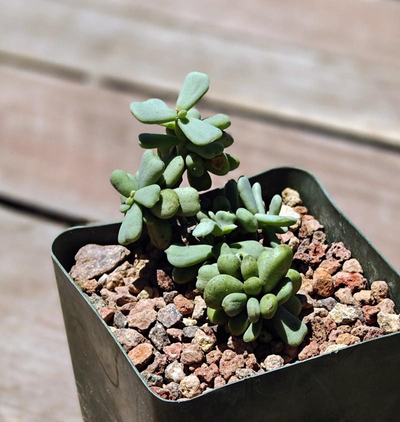 Cactus Jungle Nursery and Garden - Cactus Jungle