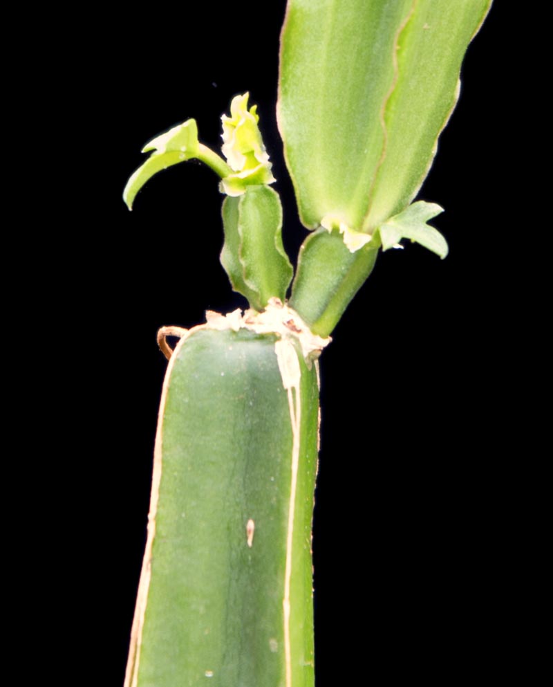 Cissus quadrangularis - Cactus Jungle