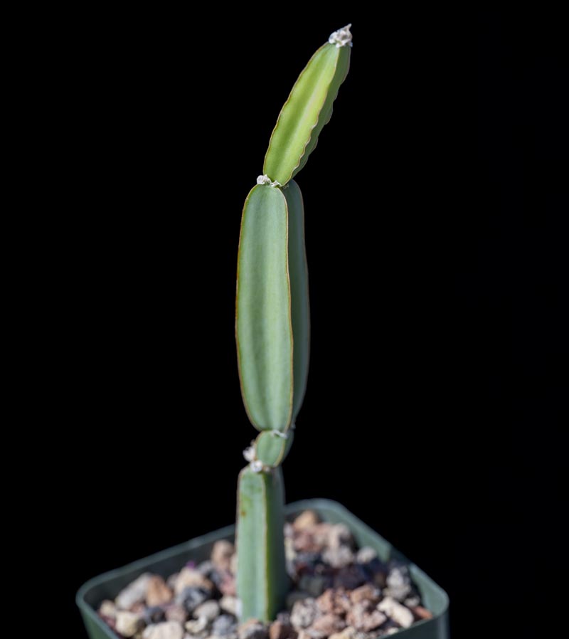 Cissus quadrangularis