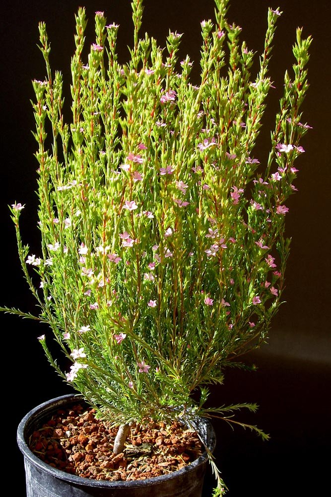 Coleonema pulchellum