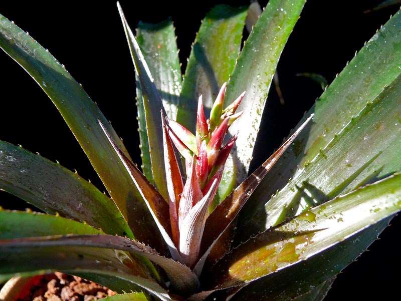 Cryptbergia "Red Burst" - Cactus Jungle