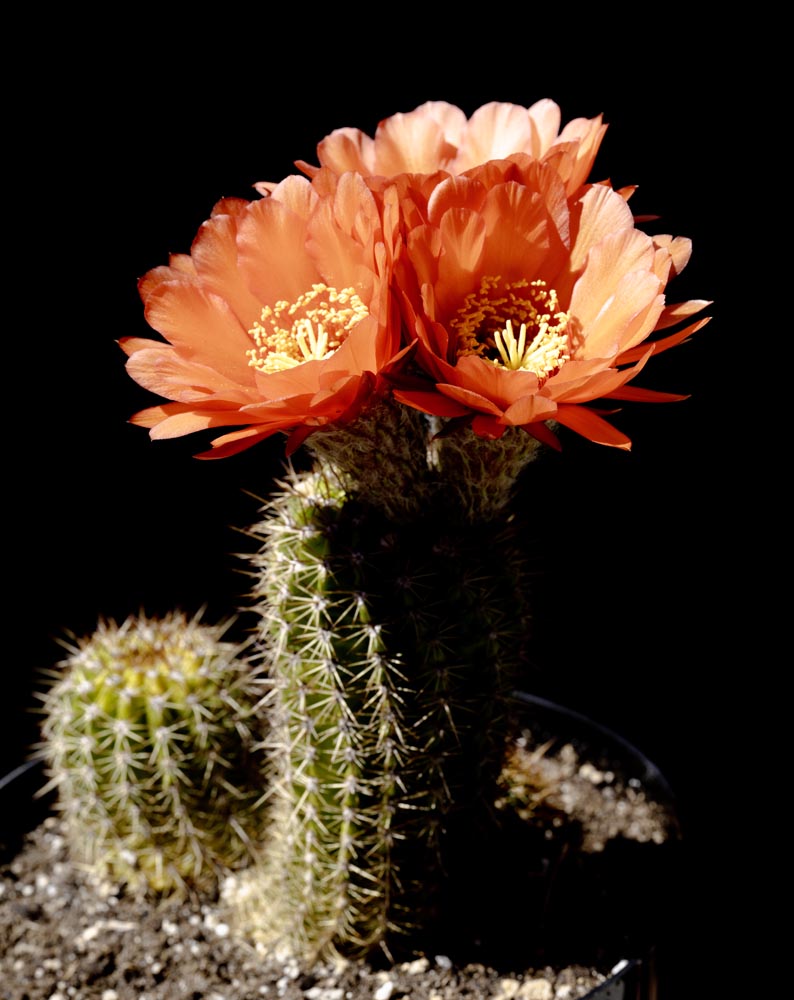 Echinopsis x “Grandiflora Hybrids”