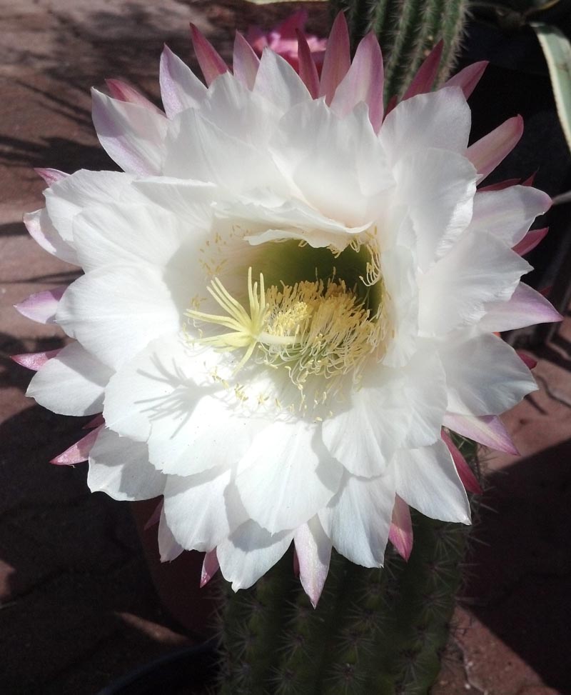 Echinopsis x "White Lightning" - Cactus Jungle