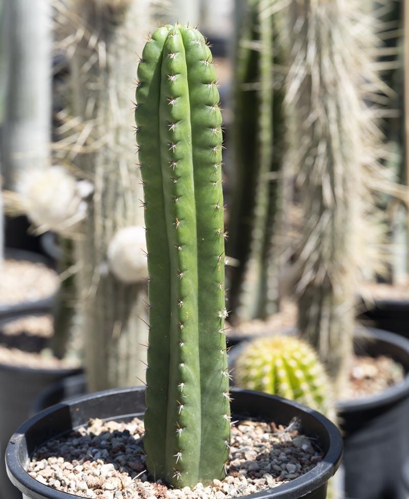 Echinopsis pachanoi