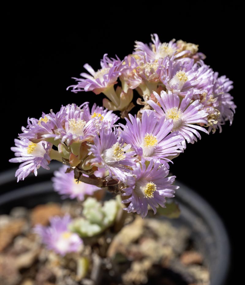 Cactus Jungle Nursery and Garden - Cactus Jungle