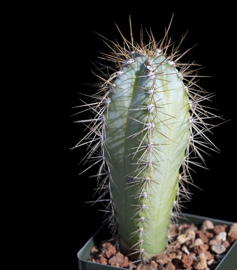 Pilosocereus pachycladus