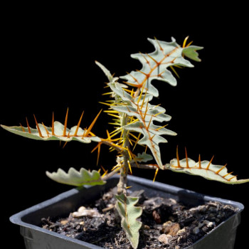 Cactus Jungle Nursery and Garden - Cactus Jungle