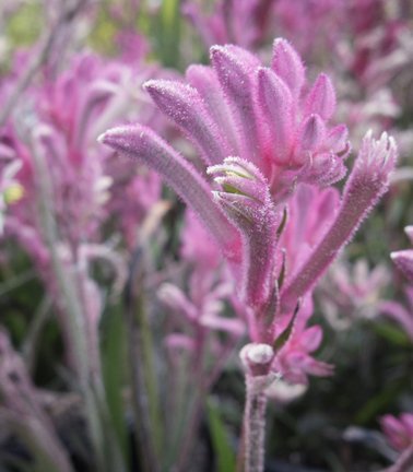 Find Out the Best Way to Care For Your Kangaroo Paw
