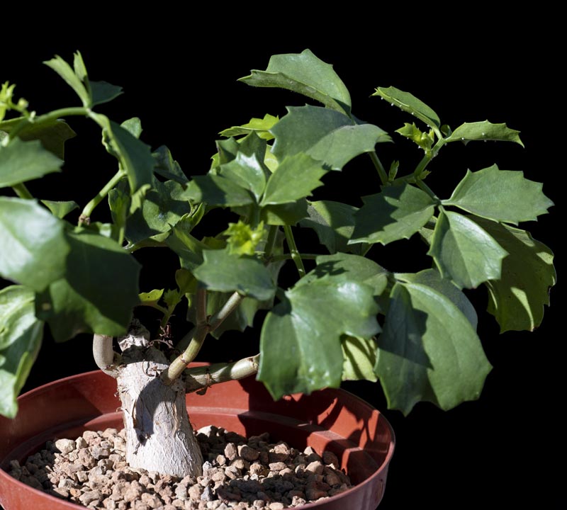 Cyphostemma cirrhosum