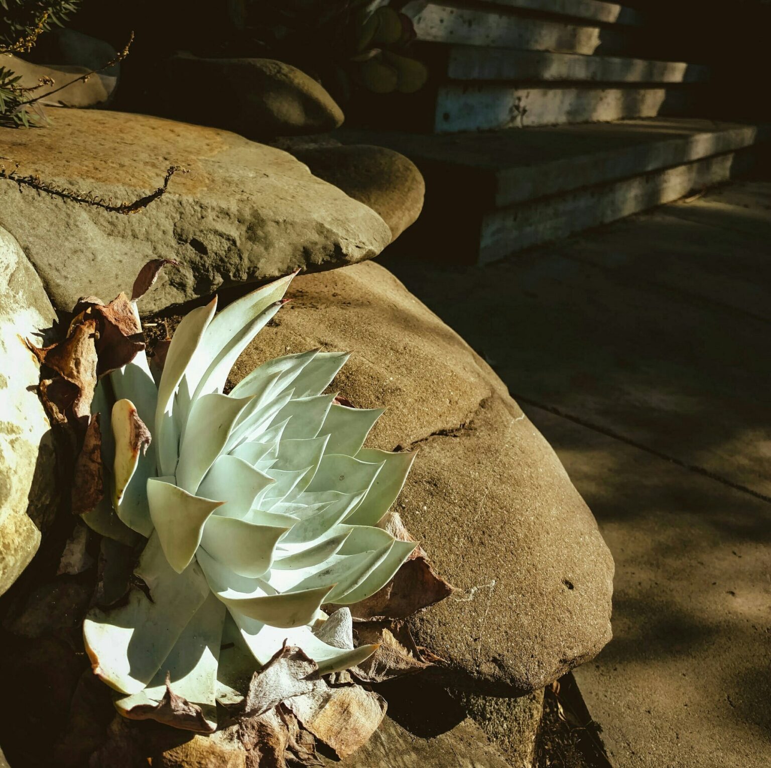 California Native Plants Archives - Cactus Jungle