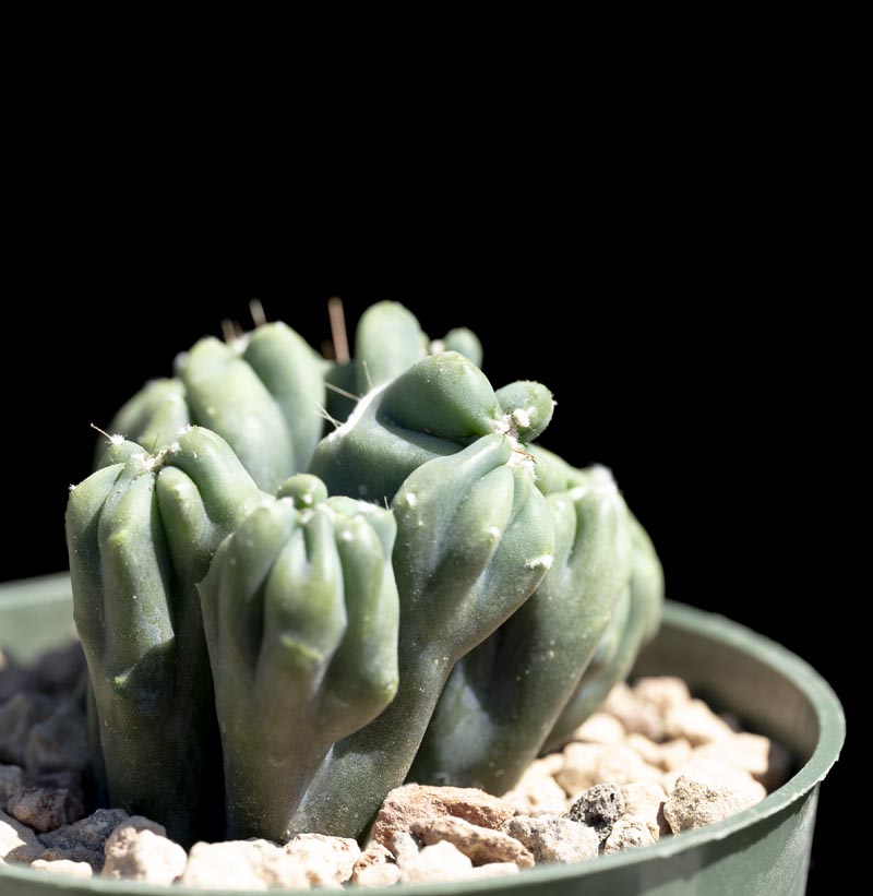Cereus “Ming Thing”