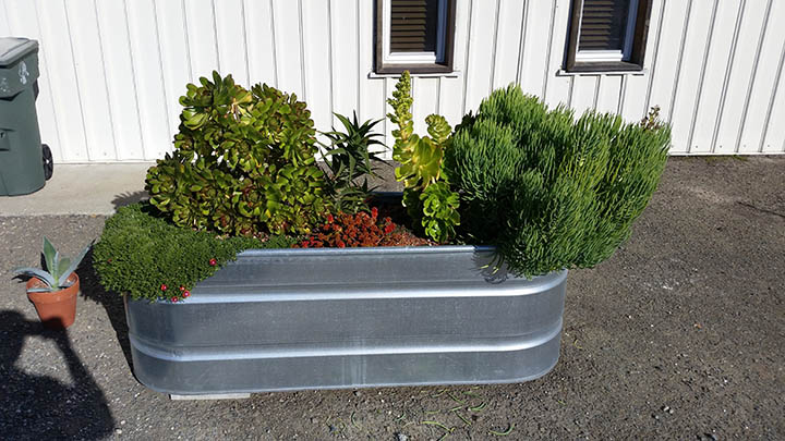 Cactus Jungle - San Francisco Bay Area - Succulent Planter Troughs