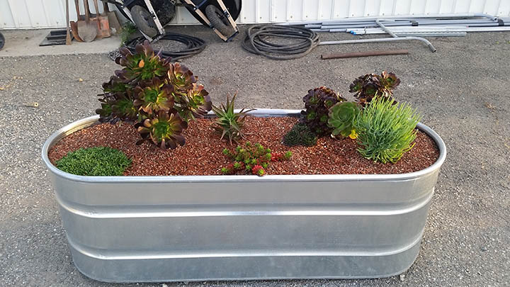 Cactus Jungle - San Francisco Bay Area - Succulent Planter Troughs