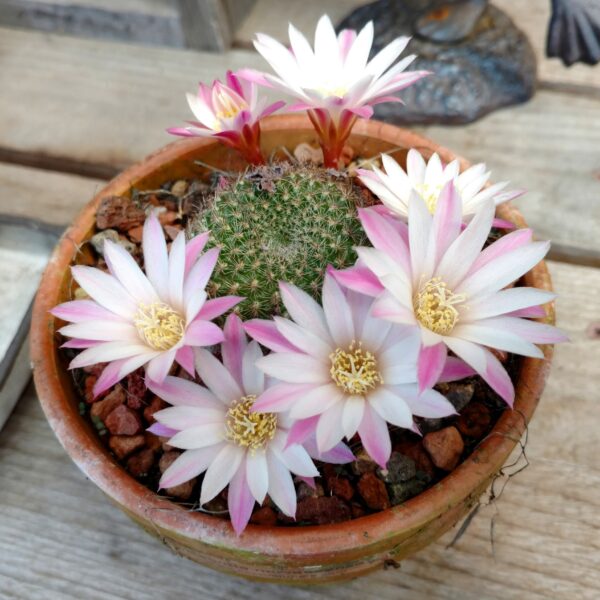 Cactus Blog - Page 11 of 214 - Cactus Jungle