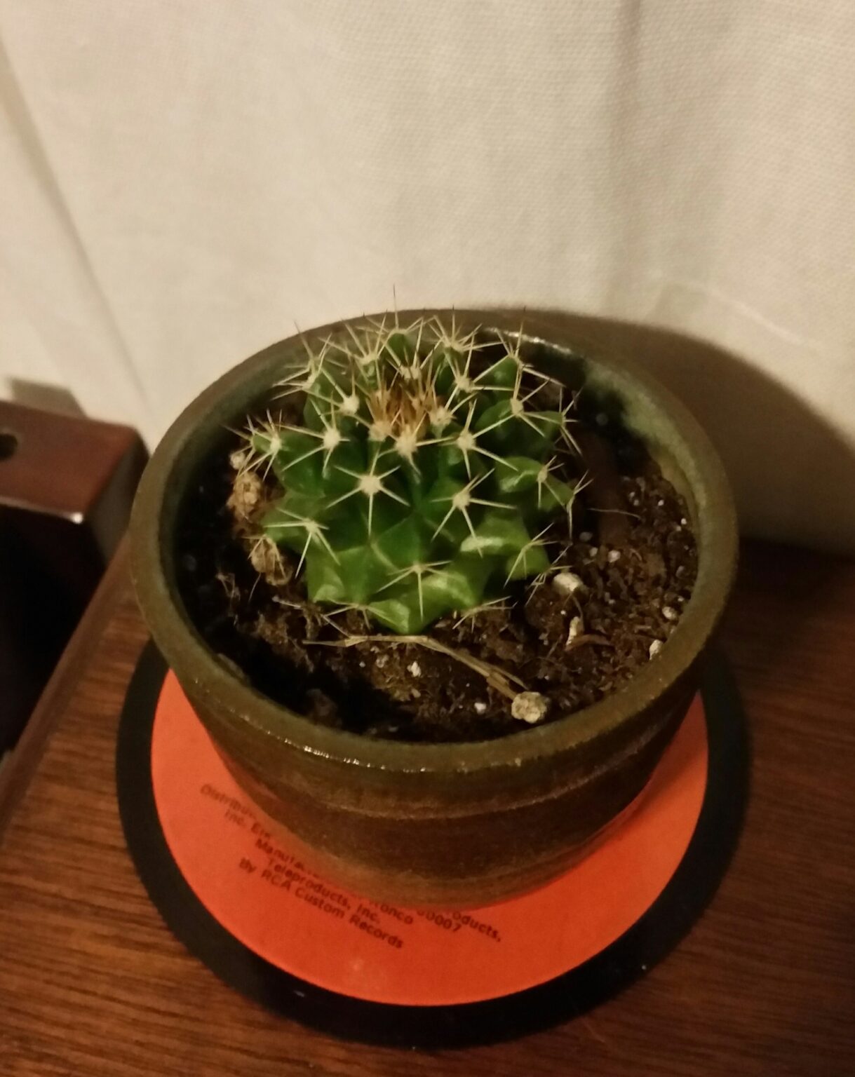 Cactus Blog - Page 10 of 213 - Cactus Jungle