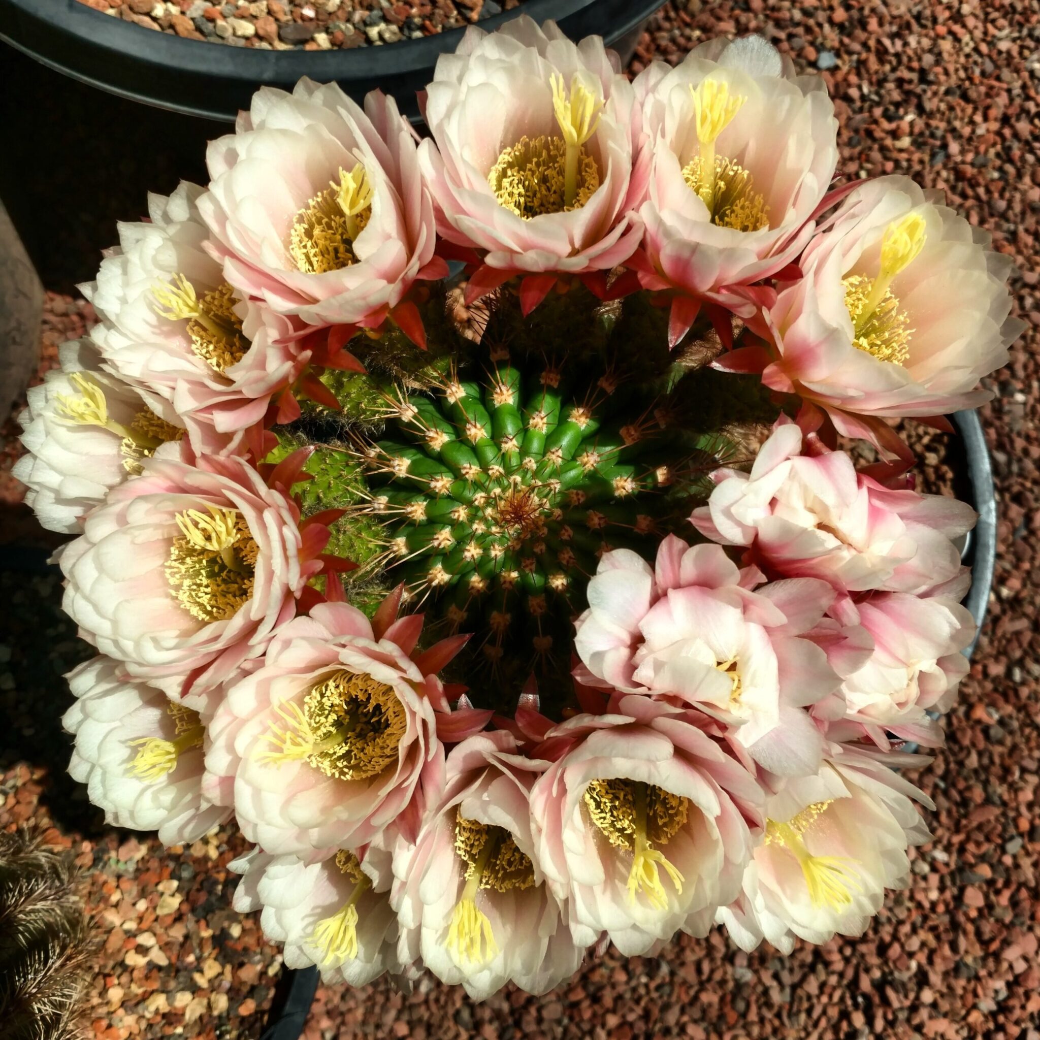 Cactus Blog - Page 8 of 211 - Cereus - Cactus Jungle