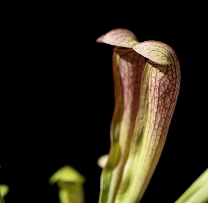 Sarracenia “Bug Bat”