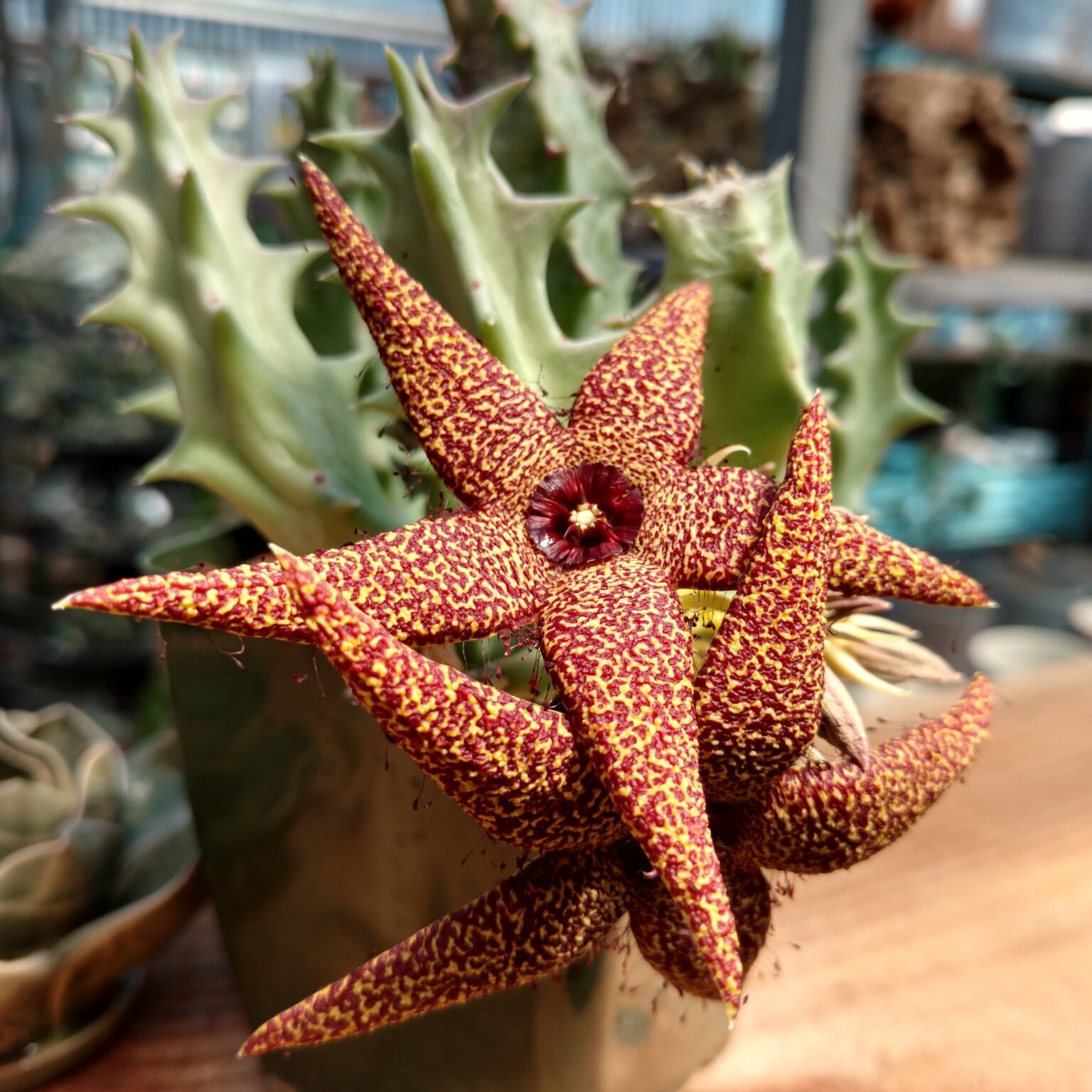 Cactus Blog - Page 8 of 212 - Cactus Jungle