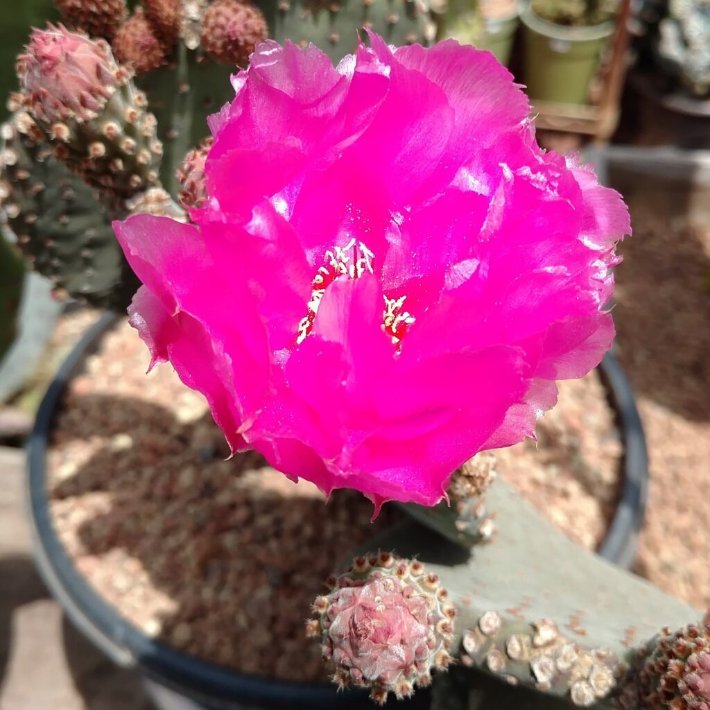 California Native Plants Archives - Cactus Jungle