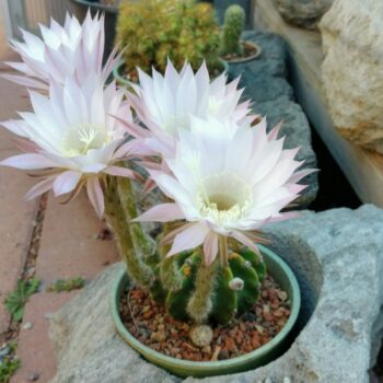 Cactus Blog - Page 10 of 214 - Cactus Jungle