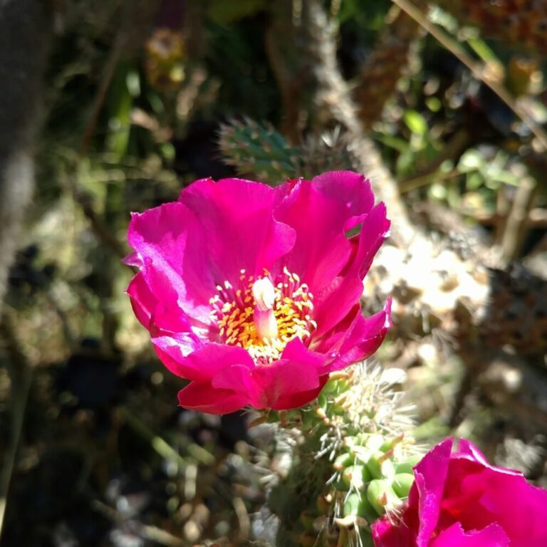 California Native Plants Archives - Cactus Jungle