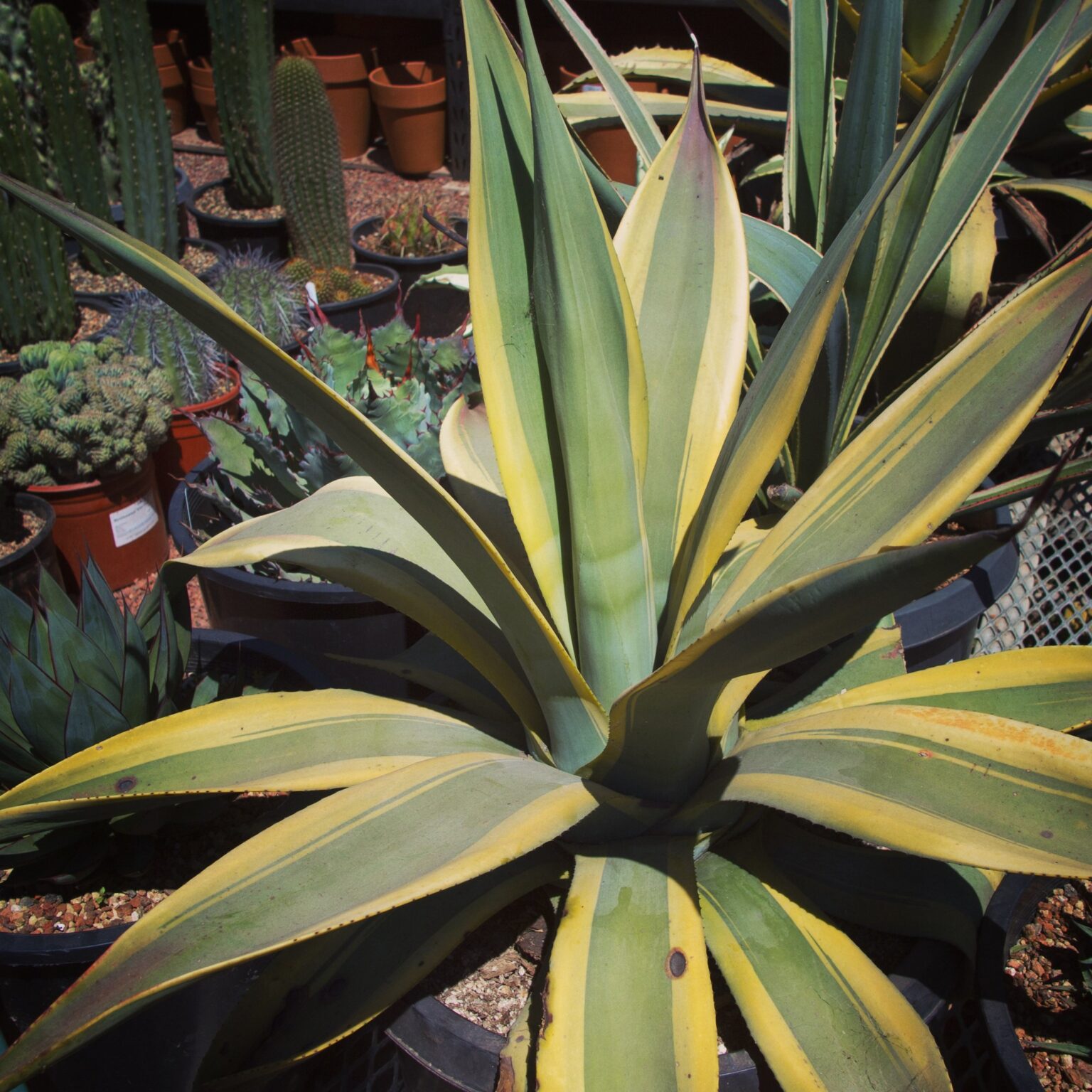 Cactus Jungle - San Francisco Bay Area - Arizona Star