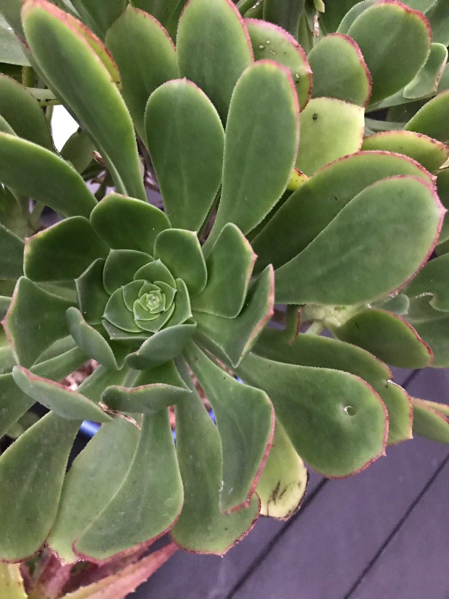 Cactus Blog - Page 7 of 212 - Cactus Jungle