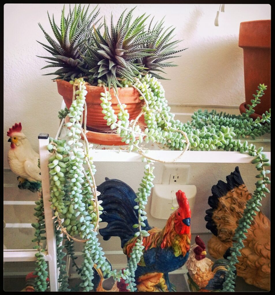 Cactus Jungle - San Francisco Bay Area - Chickens and Succulents