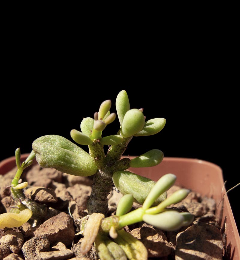 Tylecodon schaeferianus - Cactus Jungle