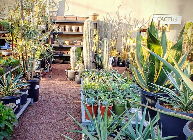 Cactus Blog - Page 6 of 212 - Cactus Jungle