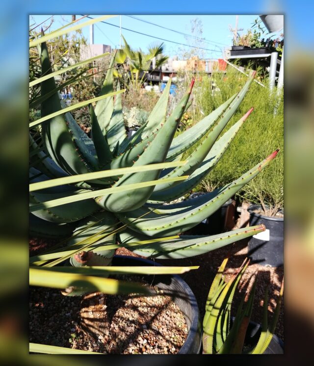 Cactus Blog - Page 6 of 212 - Cactus Jungle