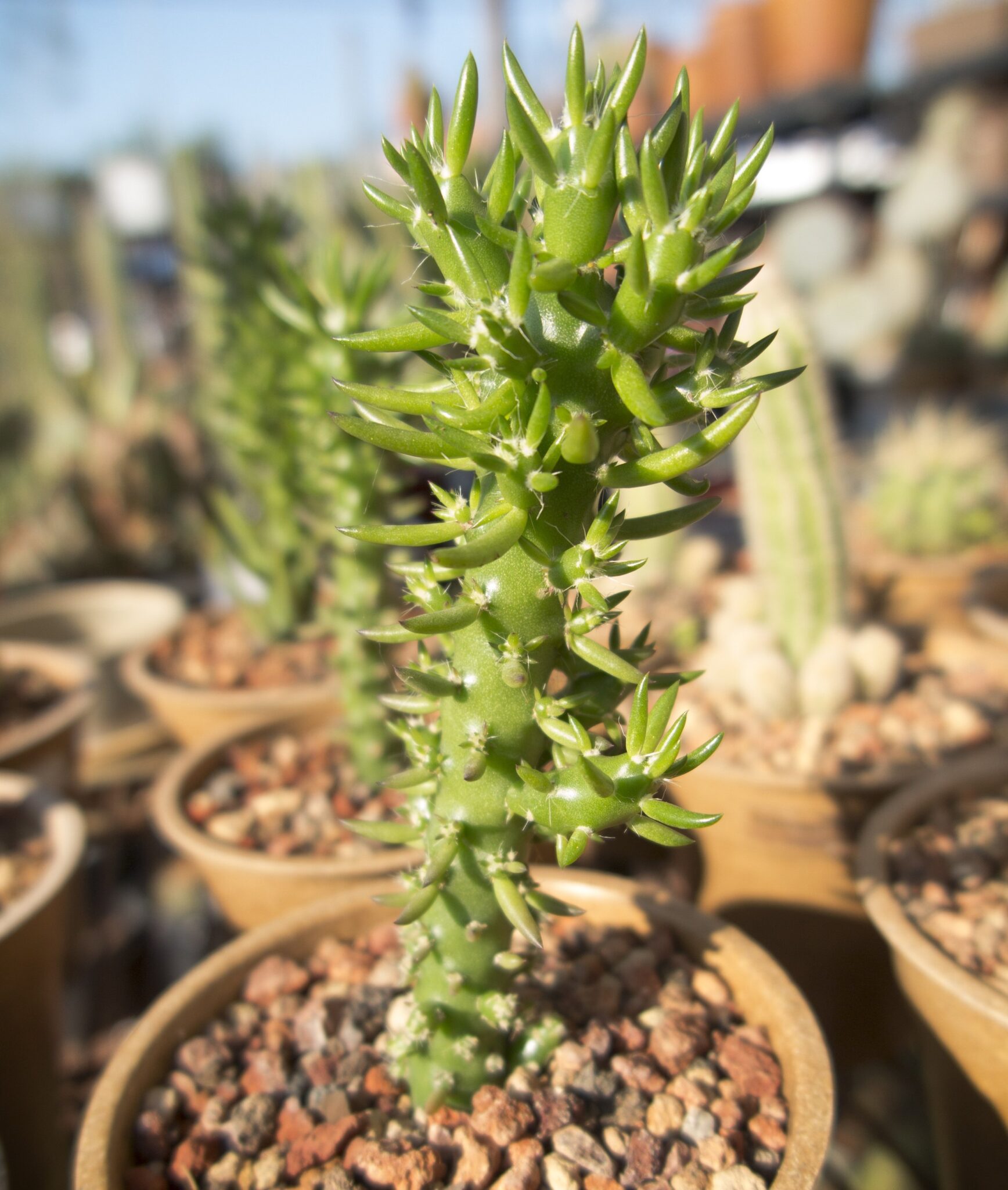 Cactus Blog - Page 6 of 212 - Cactus Jungle