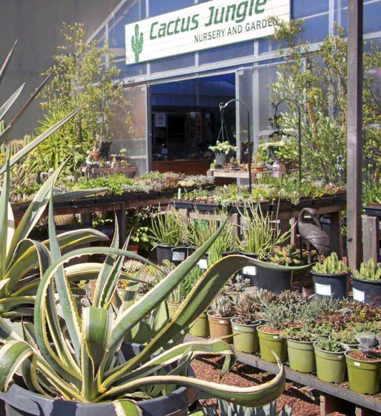 Shipping and Online Buying - Cactus Jungle
