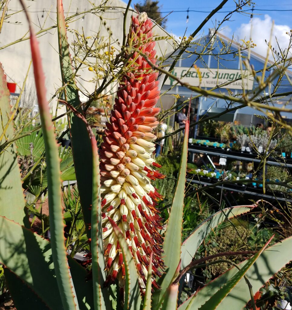 Cactus Jungle - San Francisco Bay Area - Giant Colorful Aloe Blooms