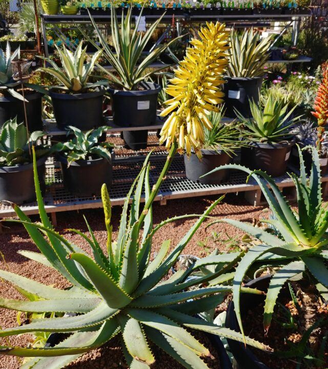 Cactus Blog - Page 6 of 212 - Cactus Jungle