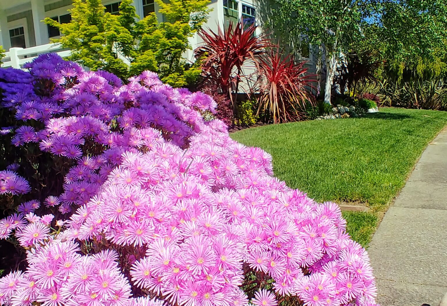 Cactus Jungle - San Francisco Bay Area - Ice Plants, Marin County