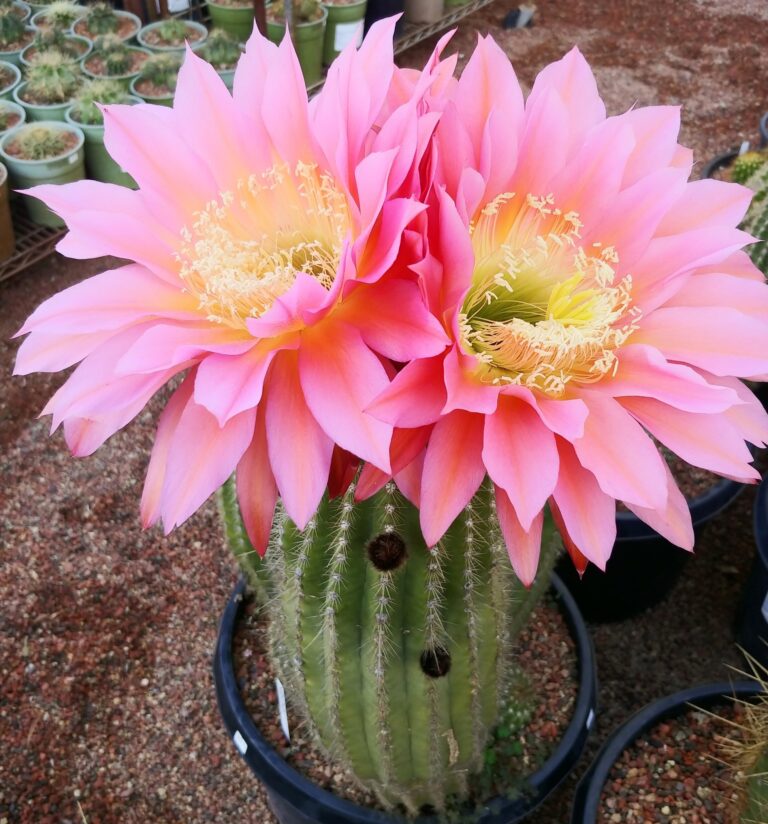 Cactus Jungle - San Francisco Bay Area - Cactus Flowers for Spring!