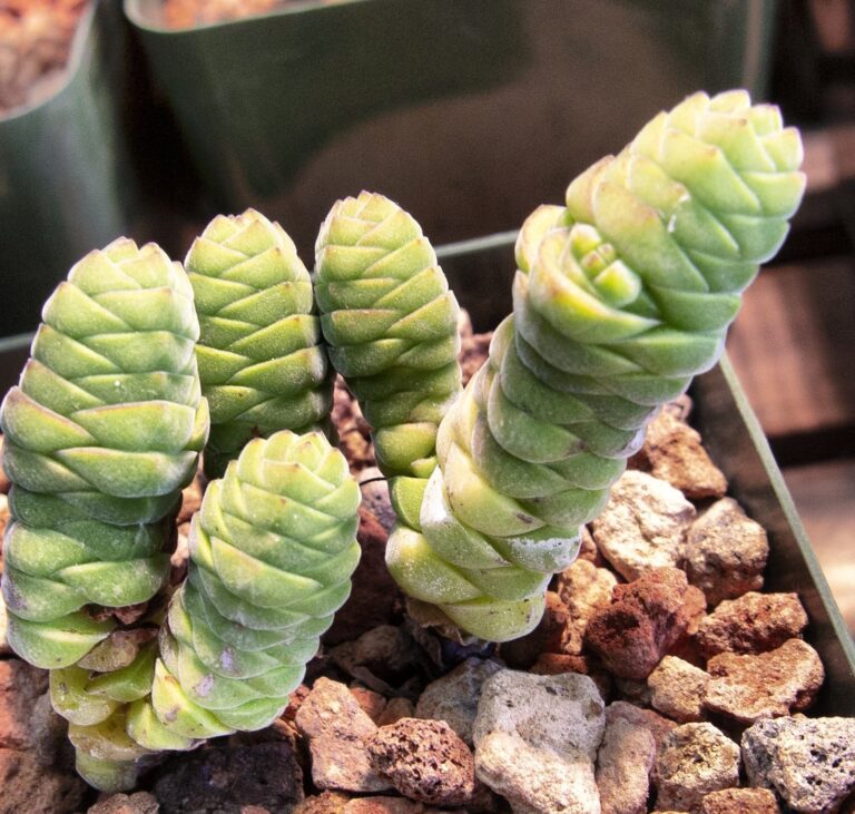 Cactus Blog - Page 4 of 213 - Cactus Jungle