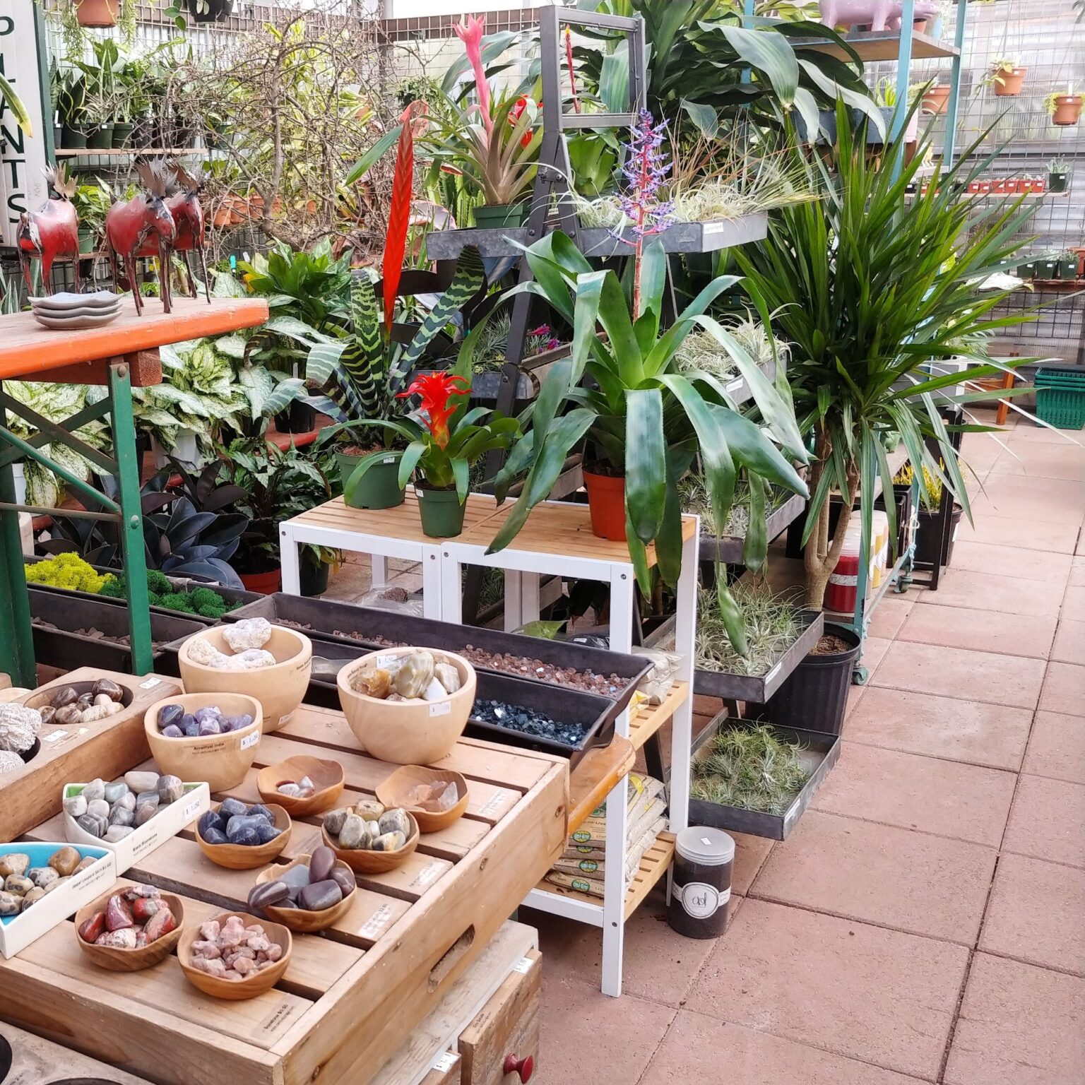 Cactus Blog - Page 2 of 211 - Cactus Jungle
