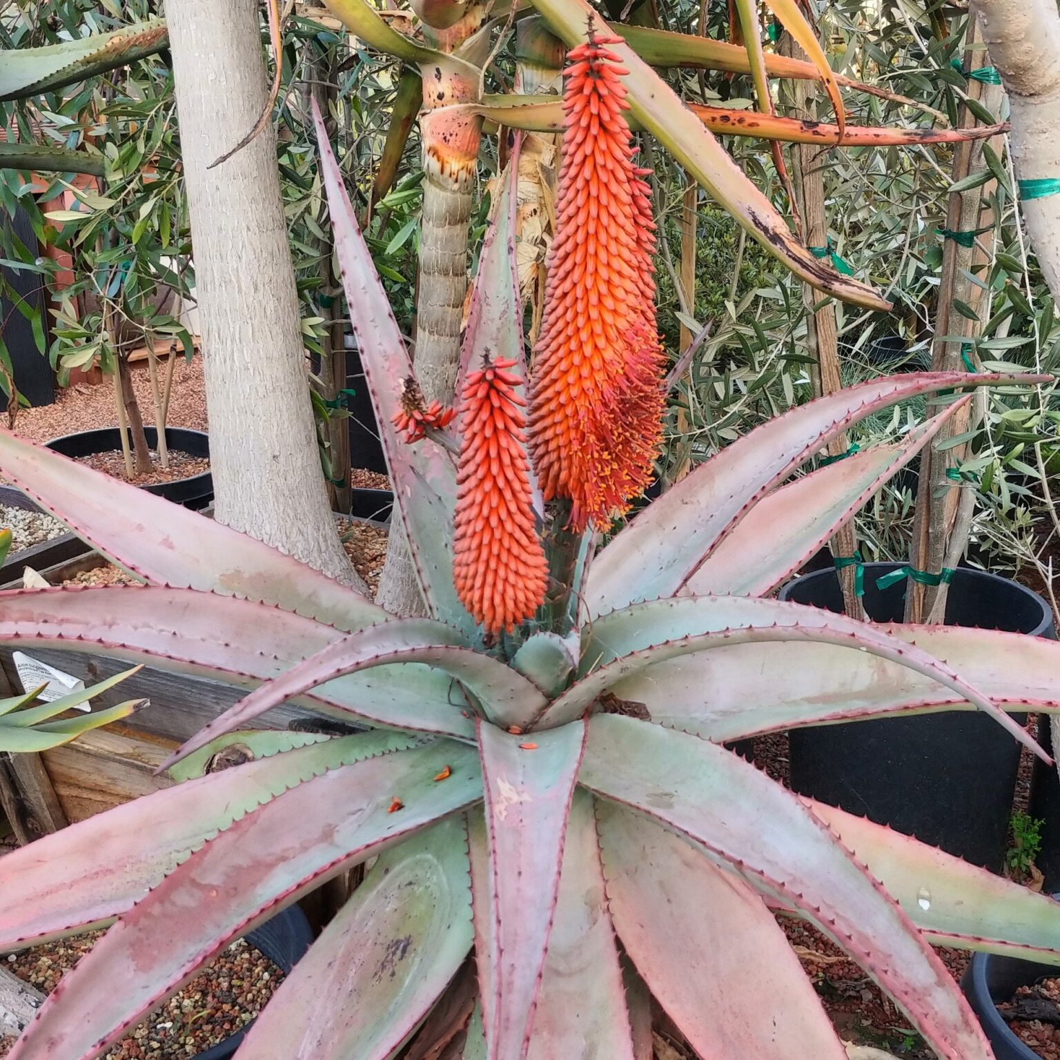 Cactus Blog - Page 2 of 211 - Cactus Jungle