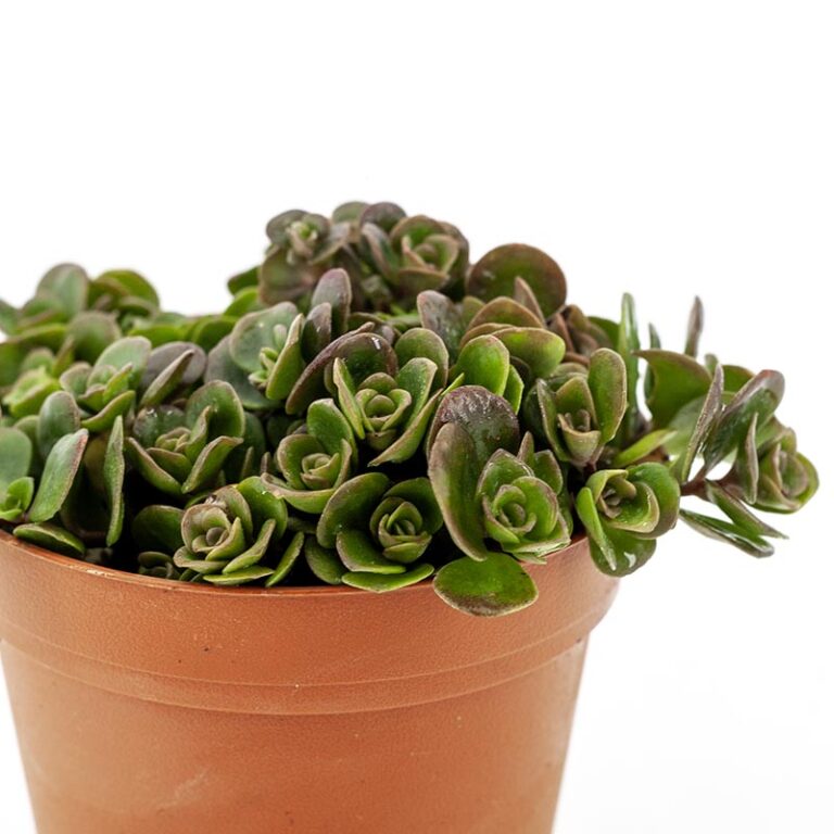 4 inch Sedum Lime Zinger - Cactus Jungle