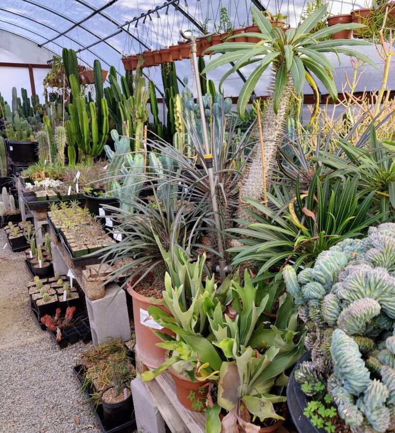 Cactus Blog - Page 2 of 212 - Cactus Jungle