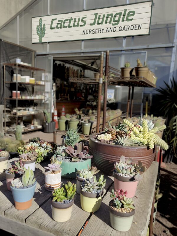 Cactus Blog - Cactus Jungle