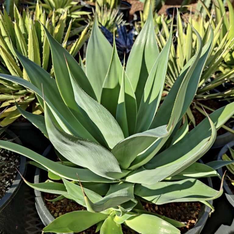 10g Agave Blue Flame - Cactus Jungle