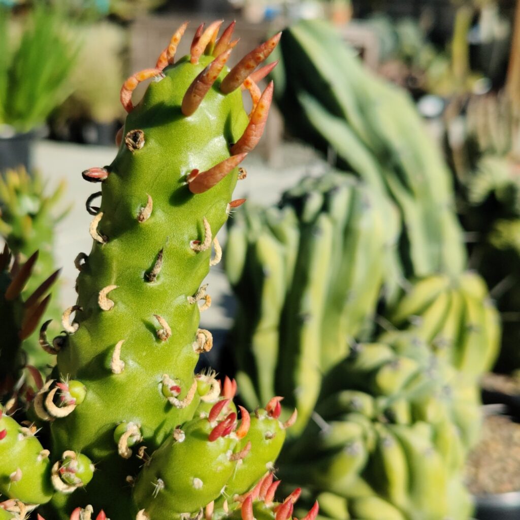 Cactus Archives - Cactus Jungle