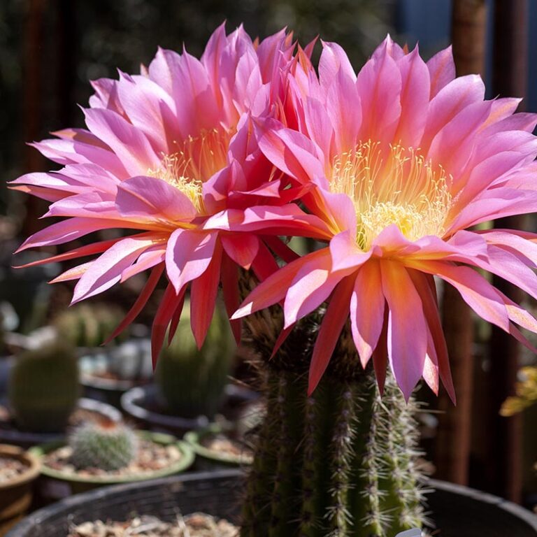 Cactus Blog - Cactus Jungle