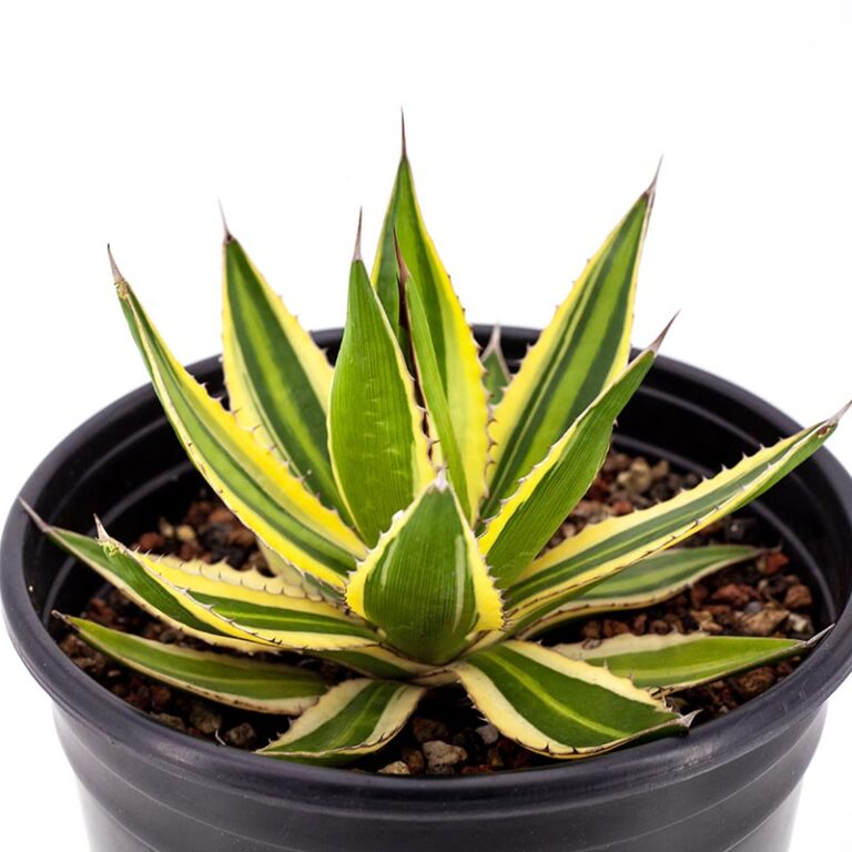 2g Agave Quadricolor - Cactus Jungle