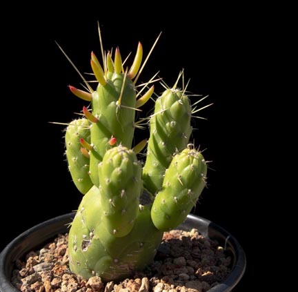 New Cactus, Succulents and Houseplants for the SF Bay Area - Cactus Jungle